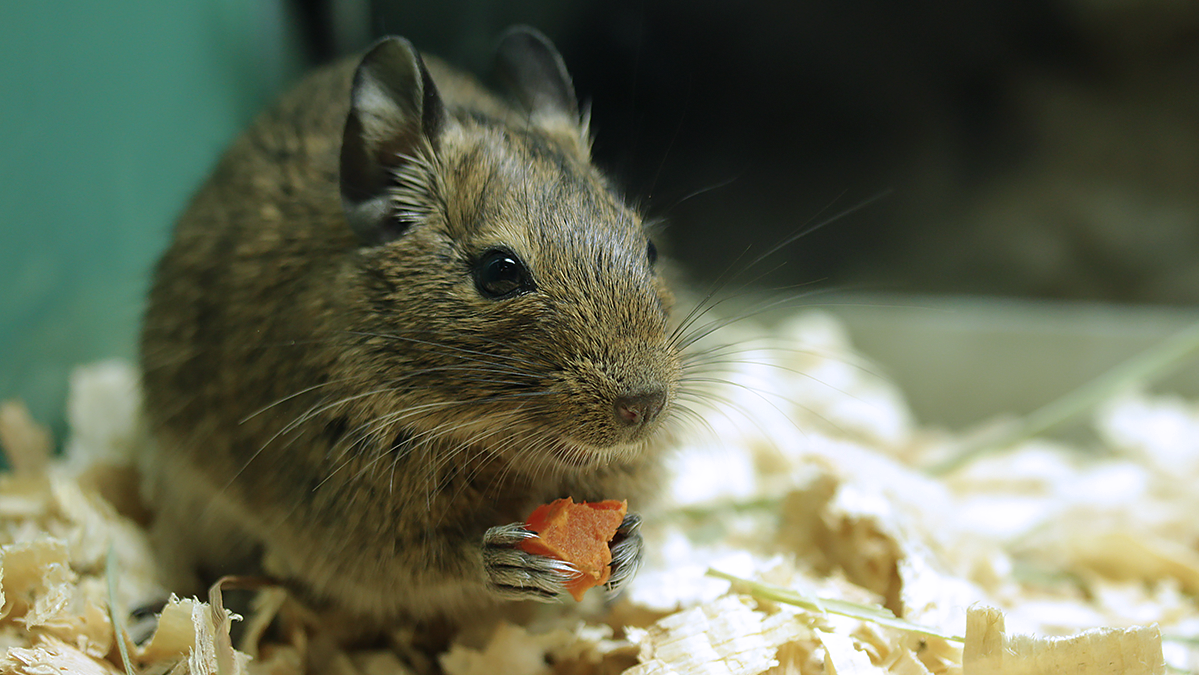 What's a Degu?