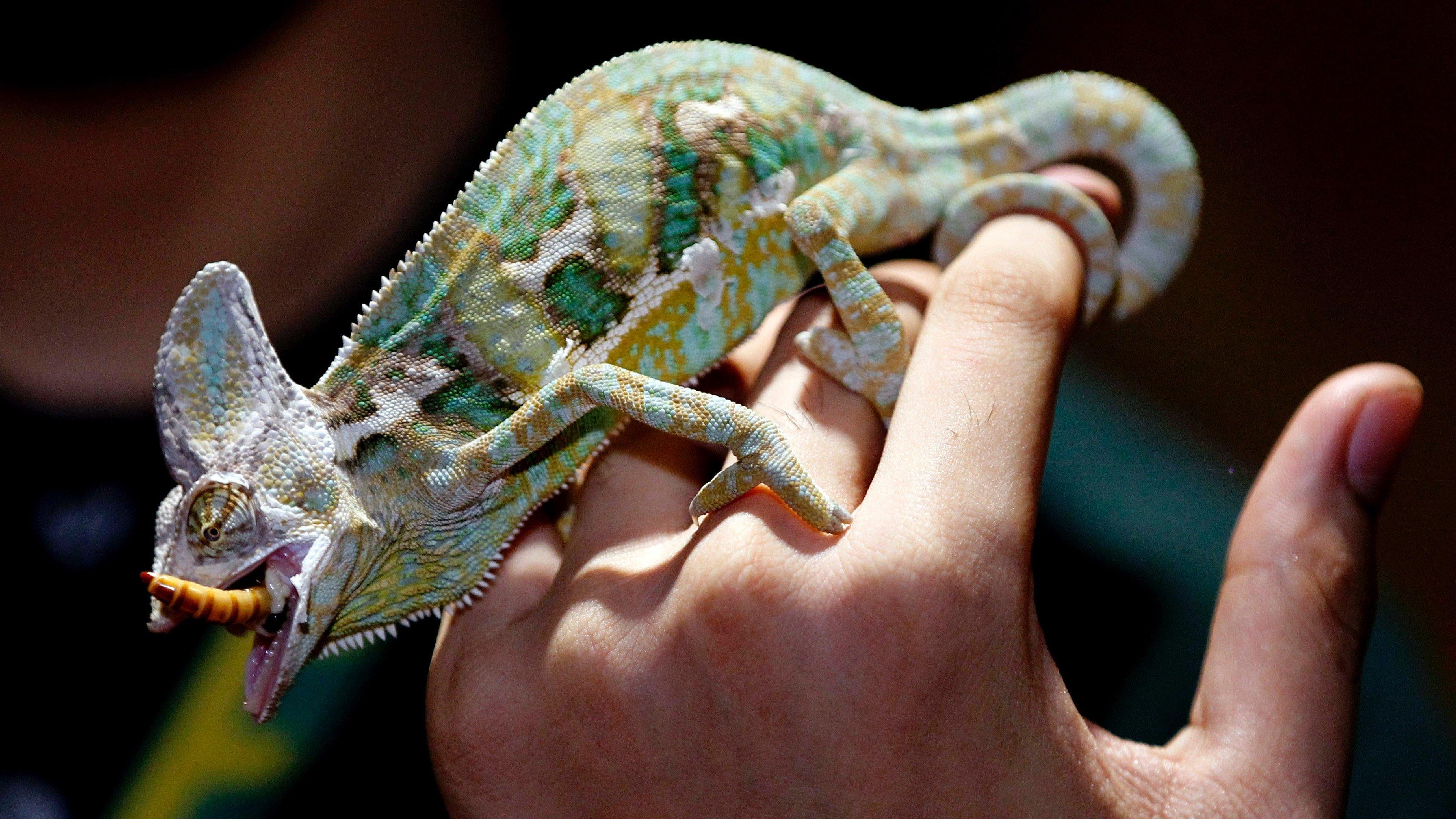 Choosing Your First Pet Reptile