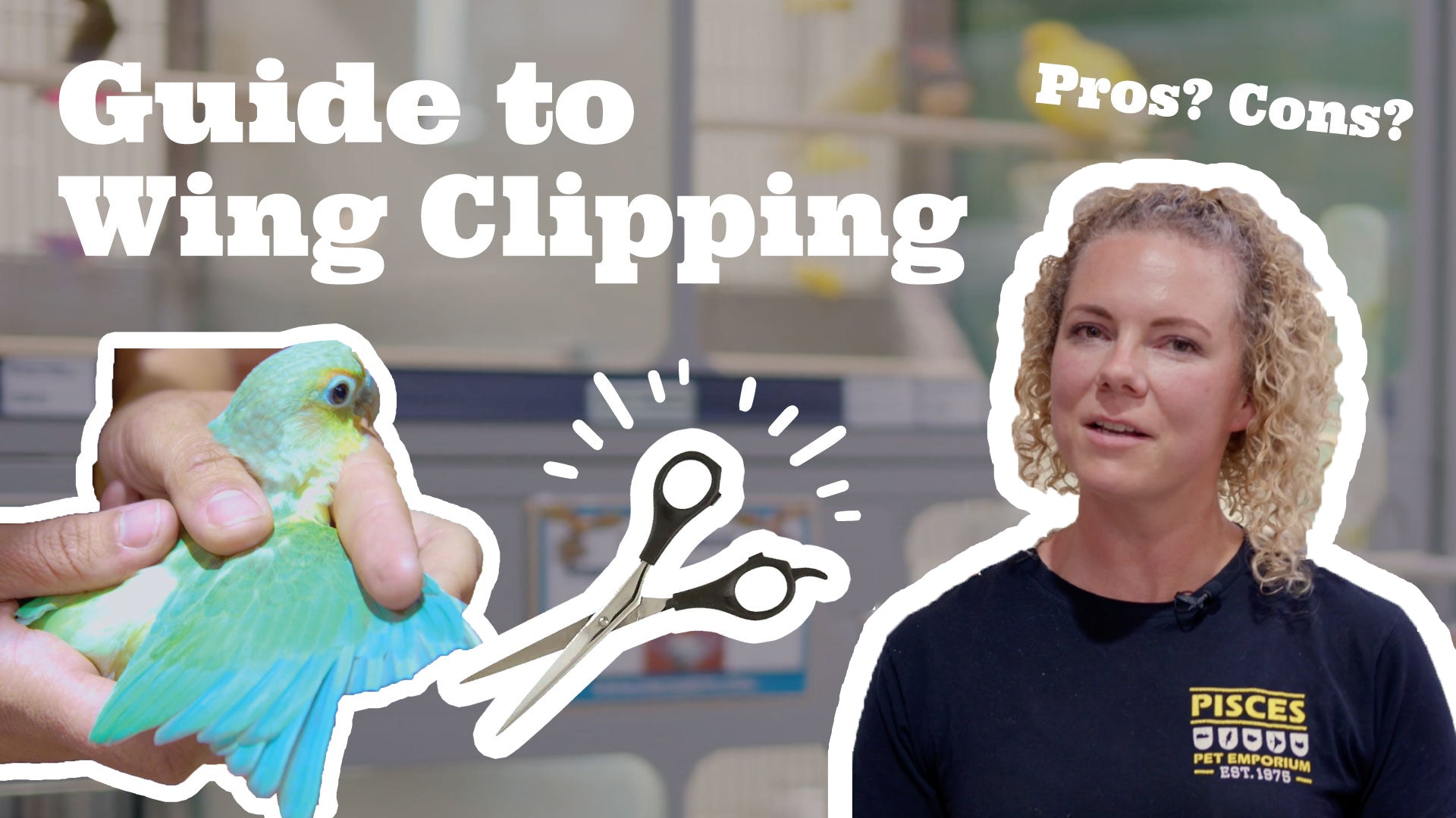 Pisces Guide to Wing Clipping for Birds