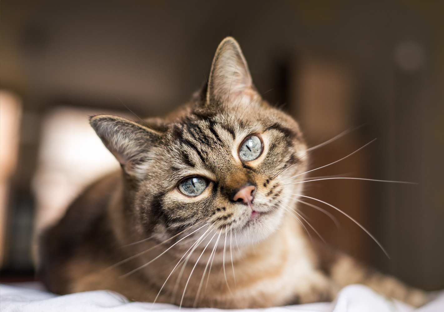 Discovering Your Purr-fect Companion: A Guide to Selecting Your Ideal ...