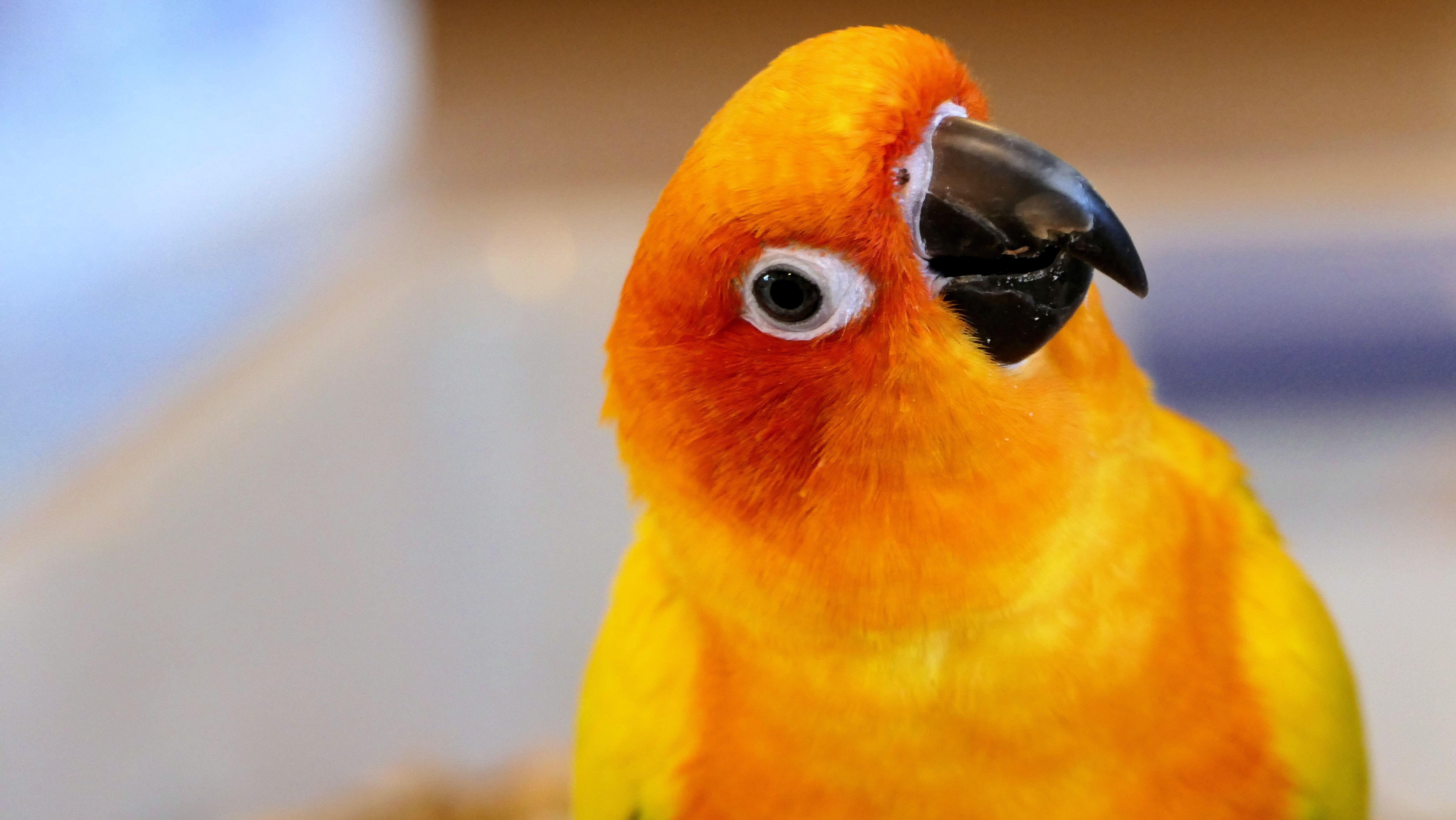 Teaching Your Parrot Basic Speech