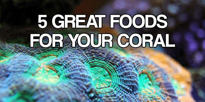 5 Great Foods For Your Corals