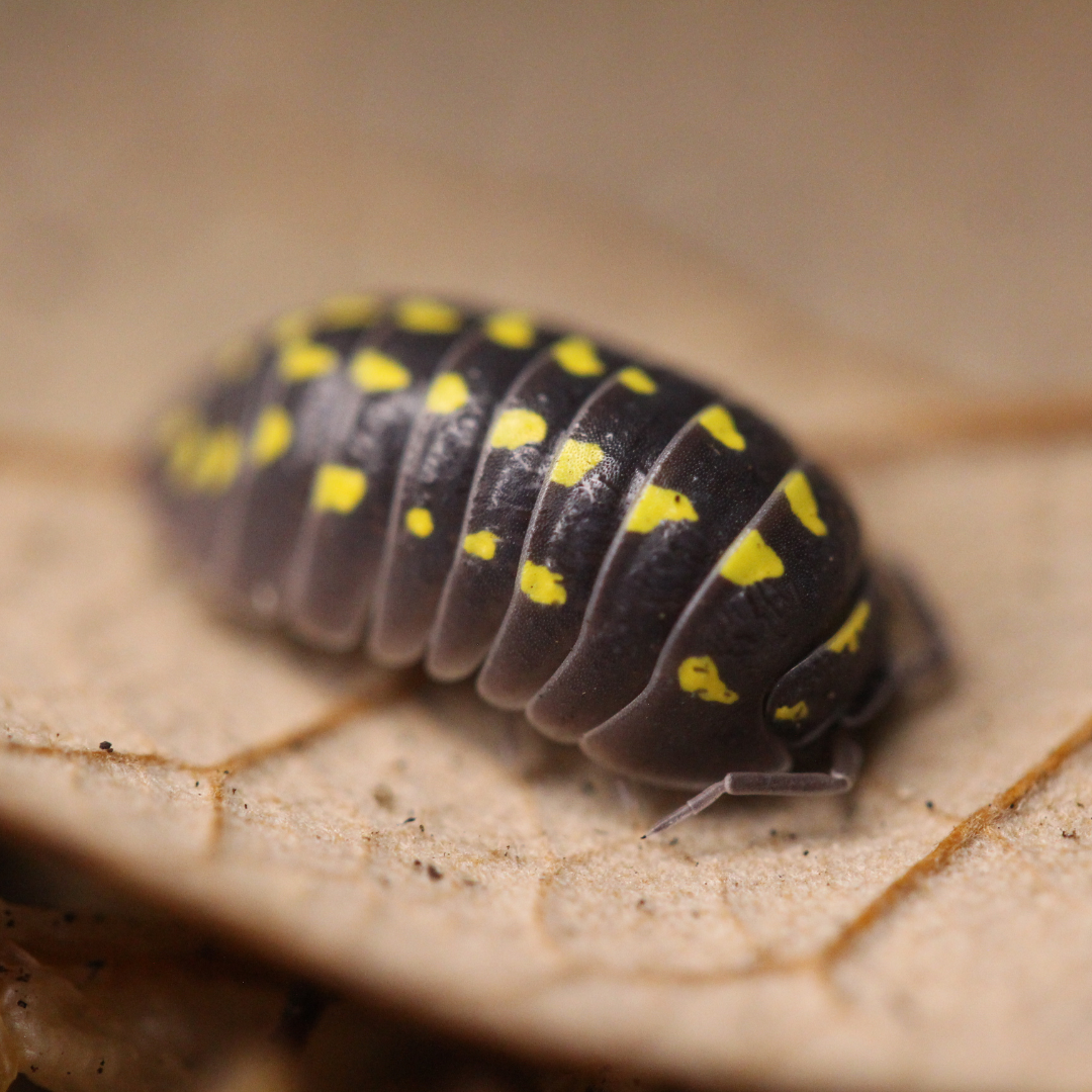 'High Yellow Spotted' Armadillidium gestroi Isopods