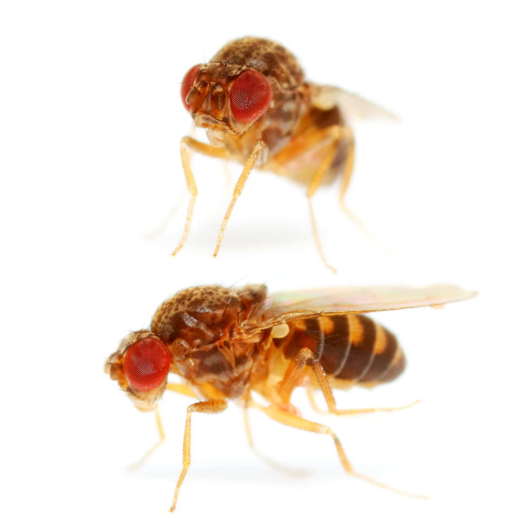 Pisces Fruit Fly Culture - Flightless Melanogaster
