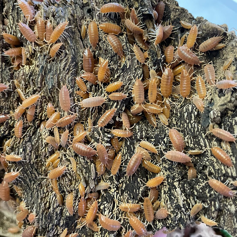 ‘Powder Orange’ Porcellionides pruinosus Isopods